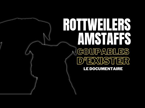 Rottweilers, Amstaffs,...👉 COUPABLES D'EXISTER - Le docu choc sur une loi raciste
