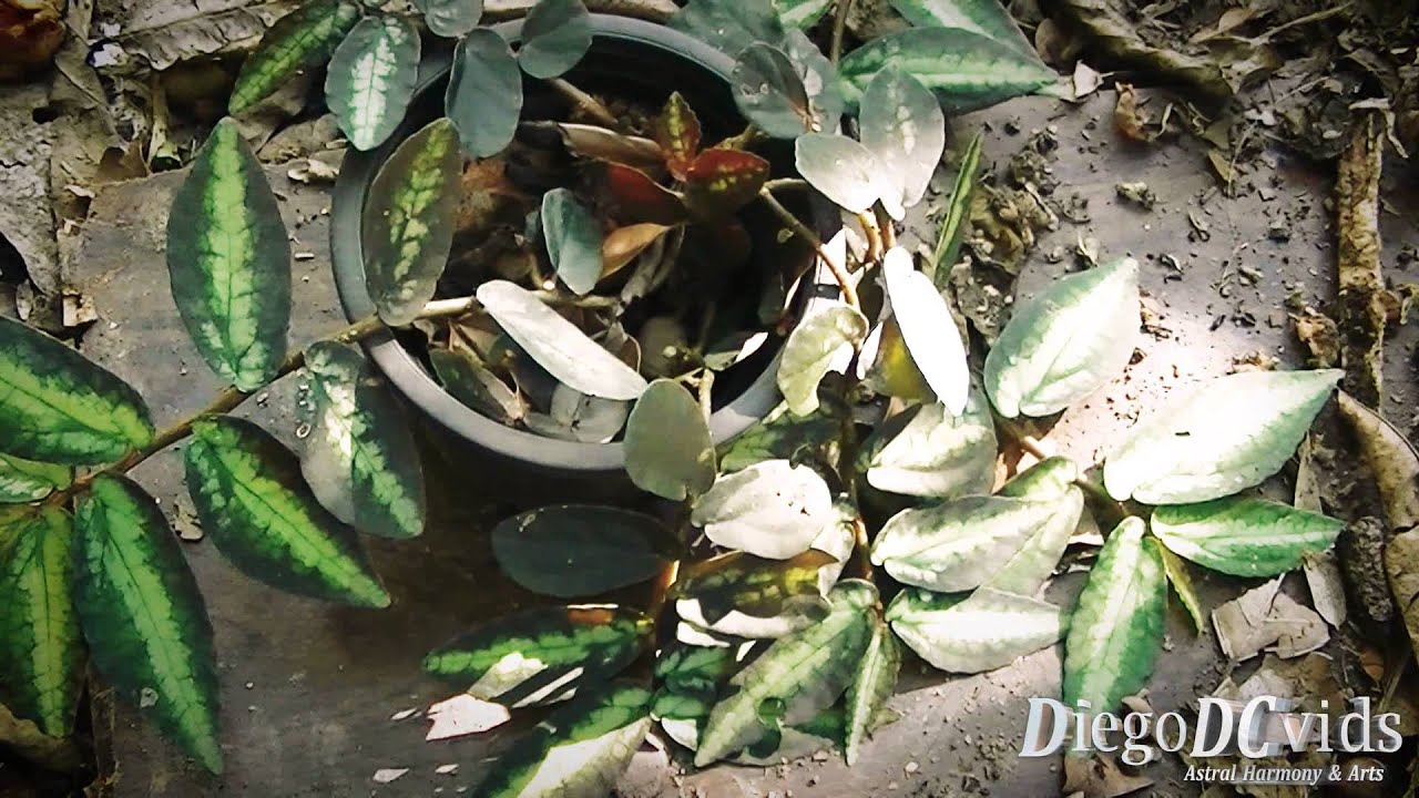 Pellionia pulchra - Peliônia - plant species (Urticaceae) - YouTube