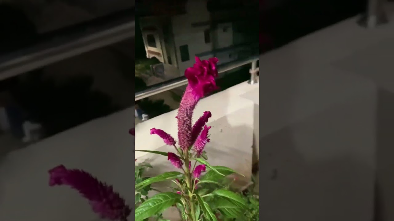 MAKHMAL FLOWER BEAUTIFUL 🪴🌸 - YouTube