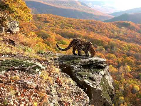 New Amur leopards has been captured in Leopard Land NP
