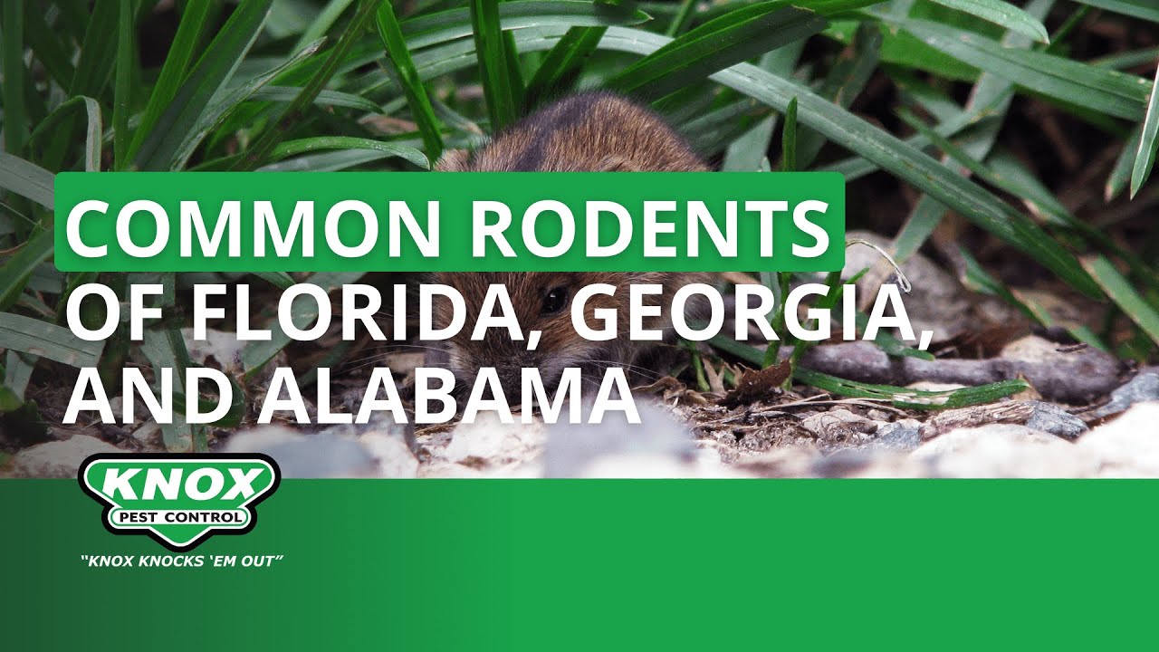 Common Rodents of Florida, Georgia, and Alabama - YouTube