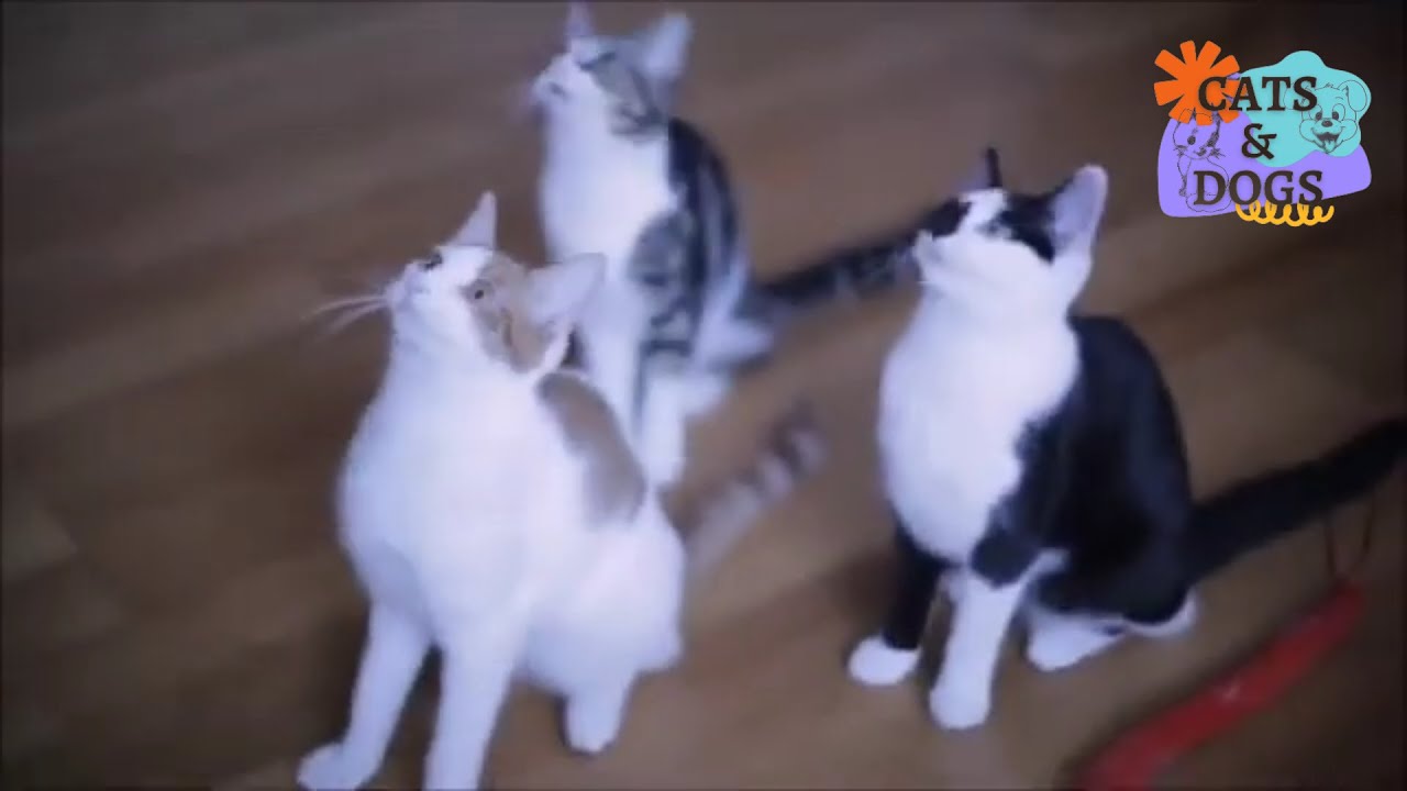 Funny Cats Compilation: The Craziest, Cutest, Dumbest Moments - YouTube
