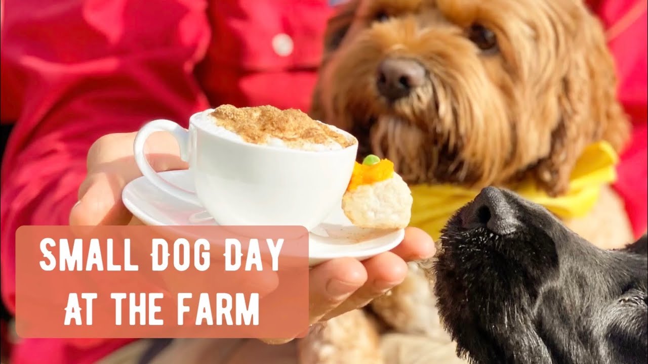 Small Dog Day at the Farm - YouTube