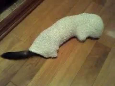 Ferret Max the Flexible - YouTube
