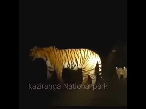 kaziranga National park - YouTube
