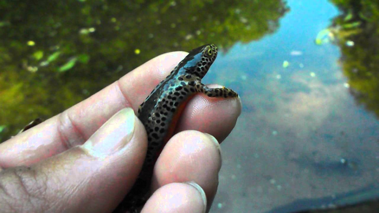 28-05-2013 Alpenwatersalamanders - YouTube