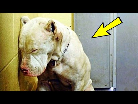 Собака прижалась к стене и плачет То, что произошло, заставляет плакать