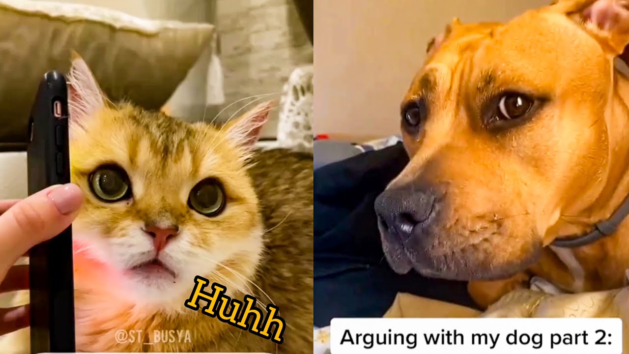 PROOF Dogs Are The Most Dramatic Animals #9 - YouTube