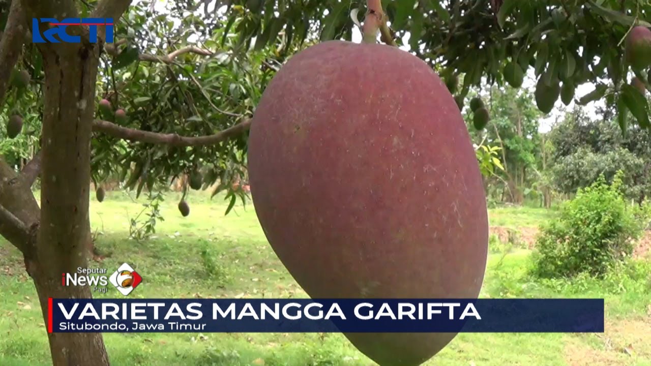 Mangga Garifta, Buah dengan Warna dan Rasa Unik #SeputariNewsPagi 11/11 ...