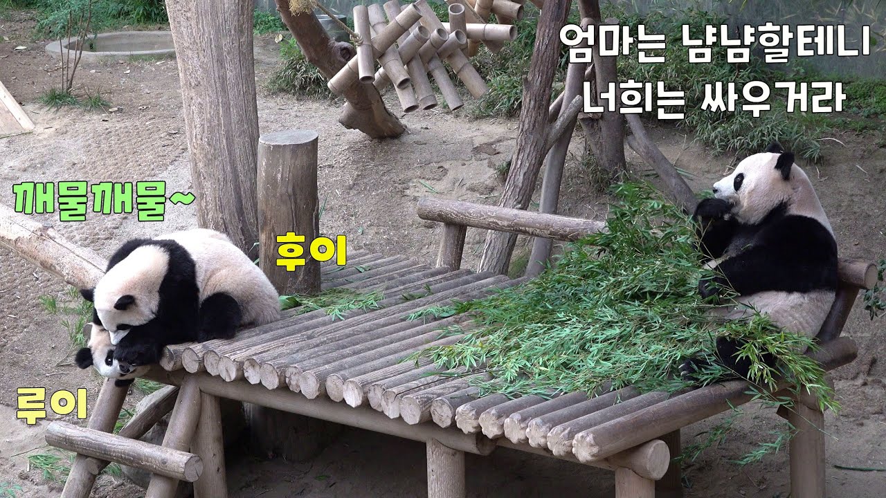 에버랜드 판다 엄마는 냠냠할테니 너희는 싸우거라 깨물깨물하며 노는 루이바오와 후이바오 아가들 놀때 편하게 대나무 먹는 아이바오 세모녀 함께 냠냠 하는 아루후