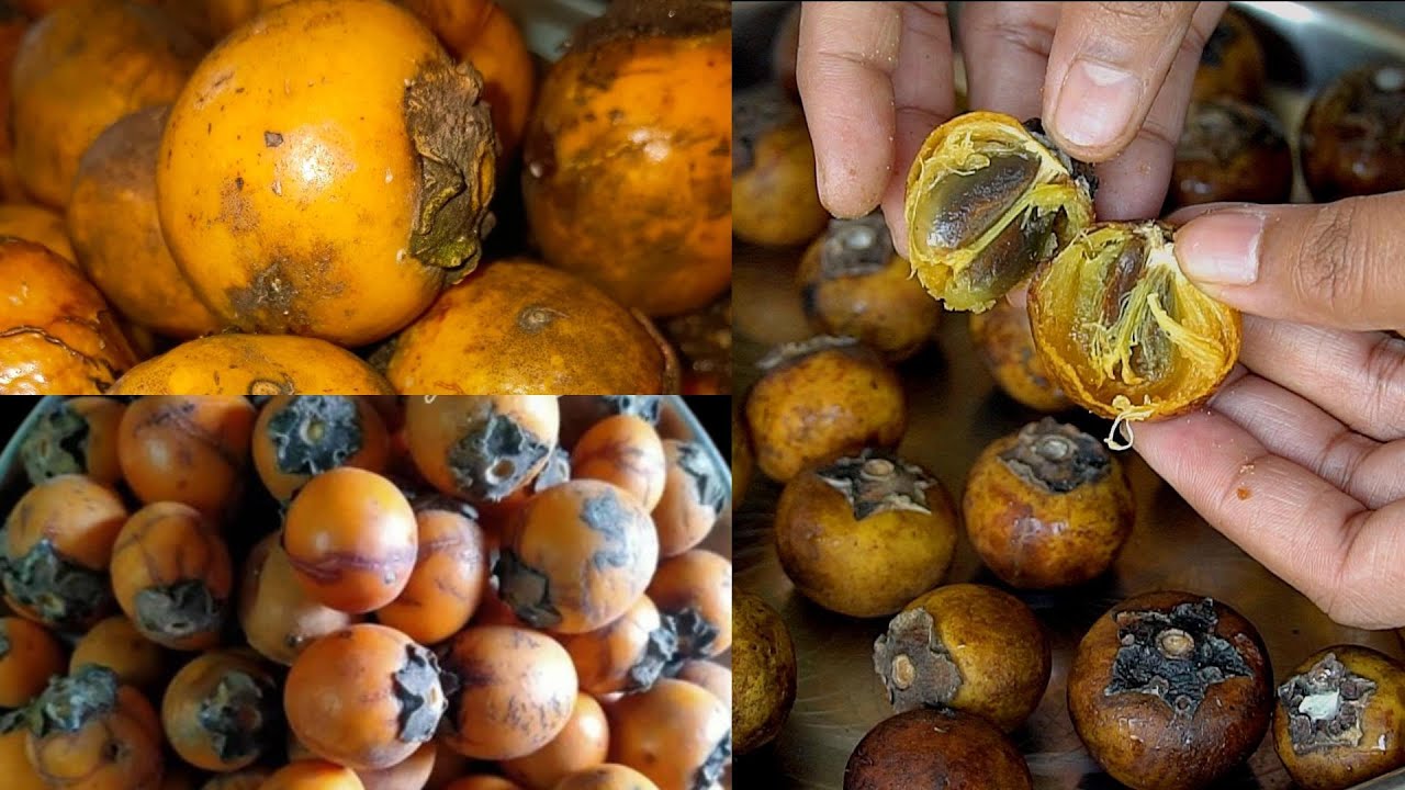 అత్యంత అరుదుగా దొరికే ఈ తునికి పండ్లు గురించి మీకు తెలుసా?|Tendu Fruit ...