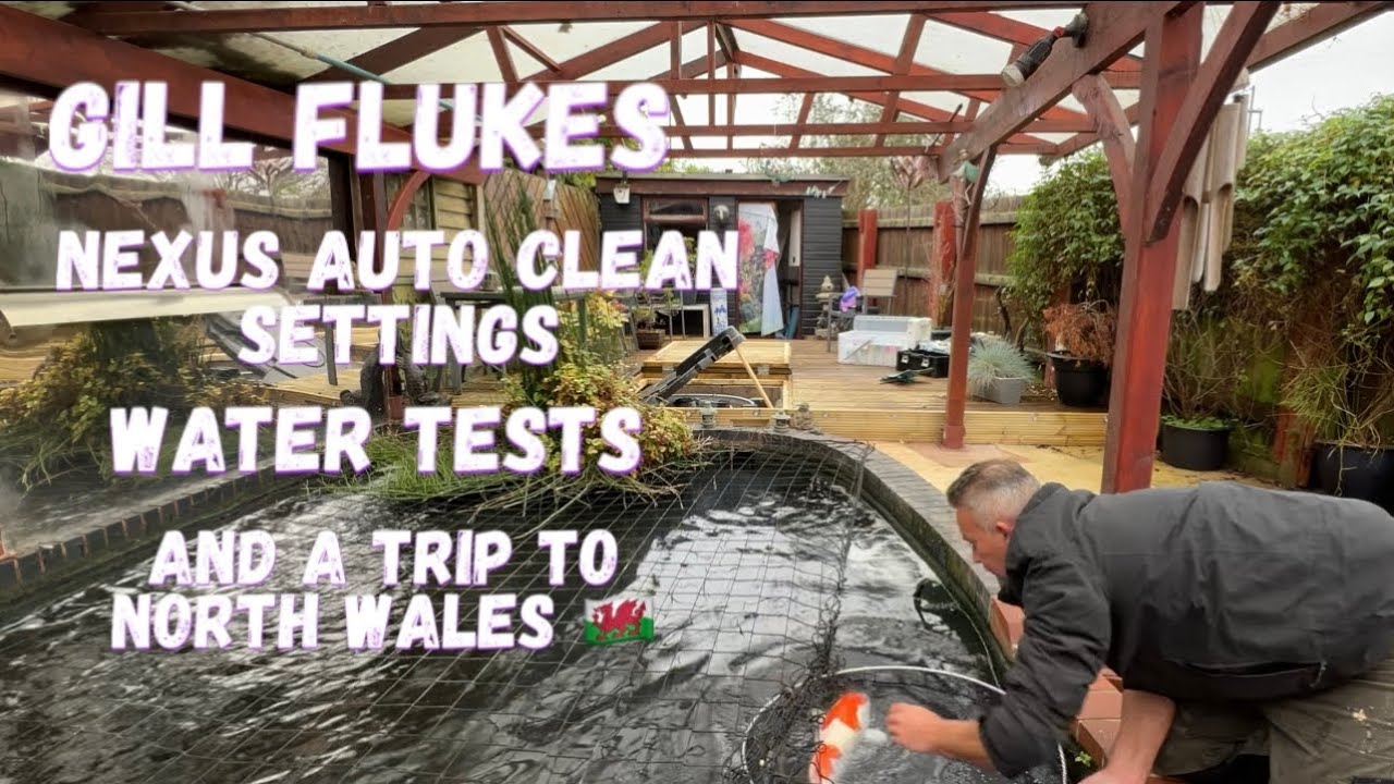 Gill Flukes , Nexus Auto clean settings and a trip to North Wales ...