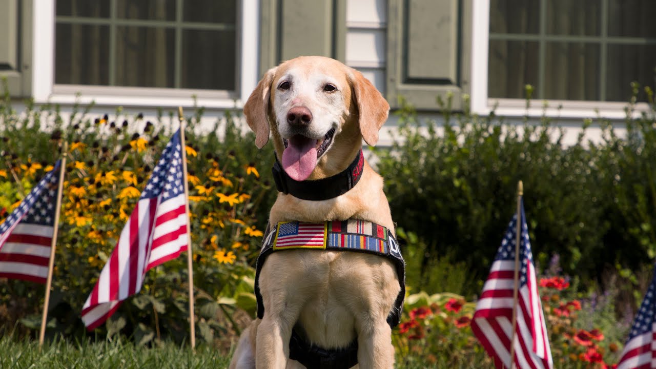 2021 Hero Dog Awards | Military Hero Dog - Staff Sergeant Summer - YouTube