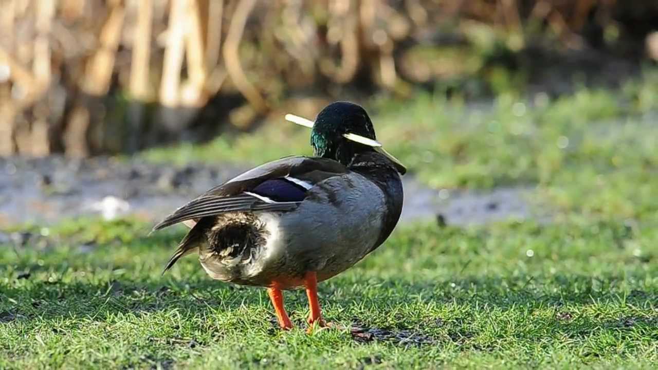 MIRACLE DUCK WITH CROSSBOW ARROW - YouTube