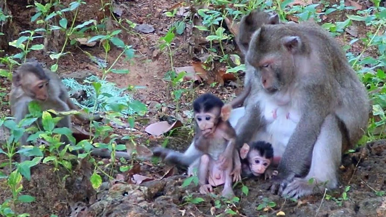 Little Baby Monkey Grayson Playing Around | The monkeys - YouTube