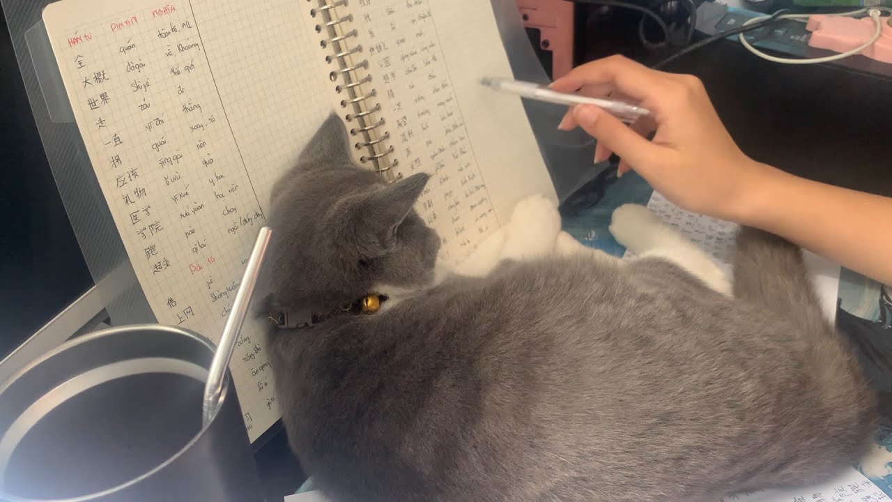 Kitten Is Learning An Unexpected Fact | Watch This Funny Video Of Cats Studying - YouTube