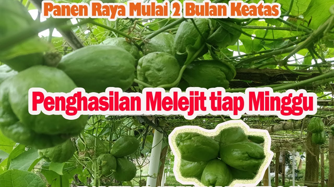 Proses Pemanenan Budidaya Usaha Pertanian Labu Siam Yang dapat ...