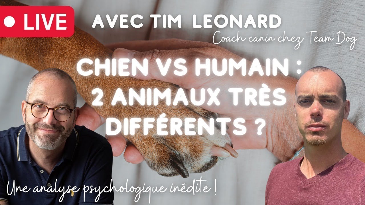 CHIEN vs HUMAIN : 2 animaux très différents ? - YouTube