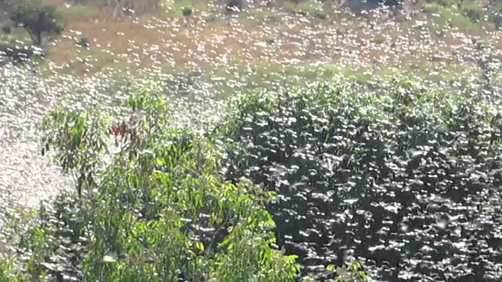Malagasy Migratory Locust swarm, April 2013 :: Essaim de Criquet ...