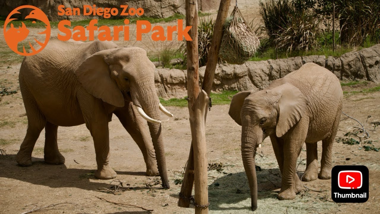 Safari Park: Elephant Valley Update March 2025 - YouTube