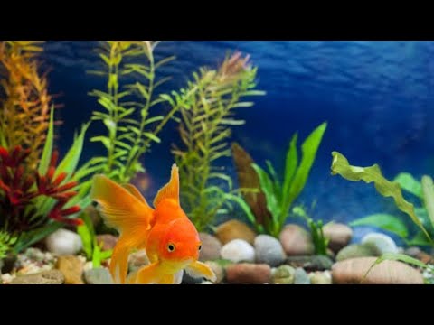 Aquarium Cinematic Video ll Music ll Aquarium Fish ll @abhisvlog7961 ...