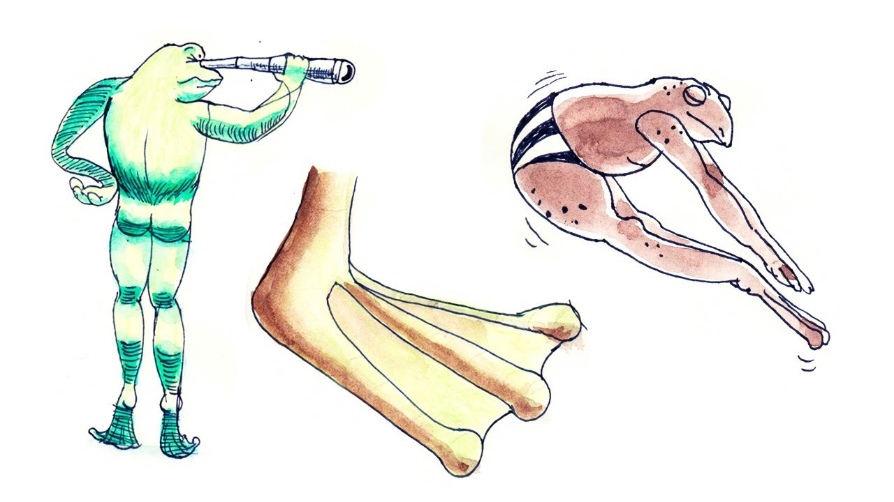 Monday doodle ☕️: How to Shade (a Frog) using Bridgman’s approach - YouTube