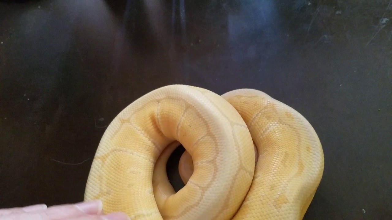 Update on the ball pythons - YouTube