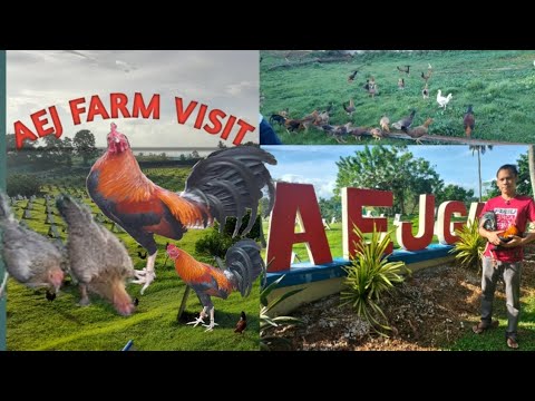 AEJ GAMEFARMFARM VISIT l BUYING PAIR FOR BREEDING SEASON - YouTube