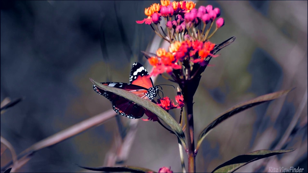 Birds And Butterfly (Nature Documentary) - YouTube