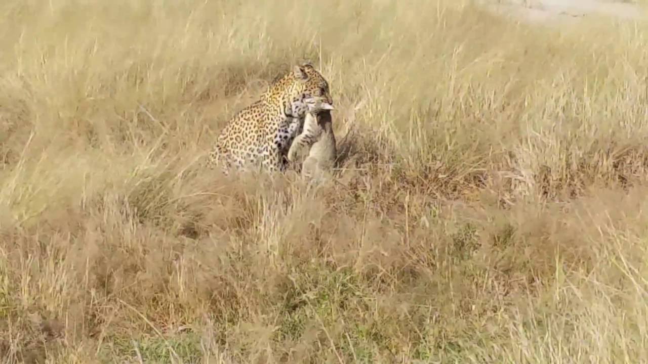 leopard kills wildcat - YouTube