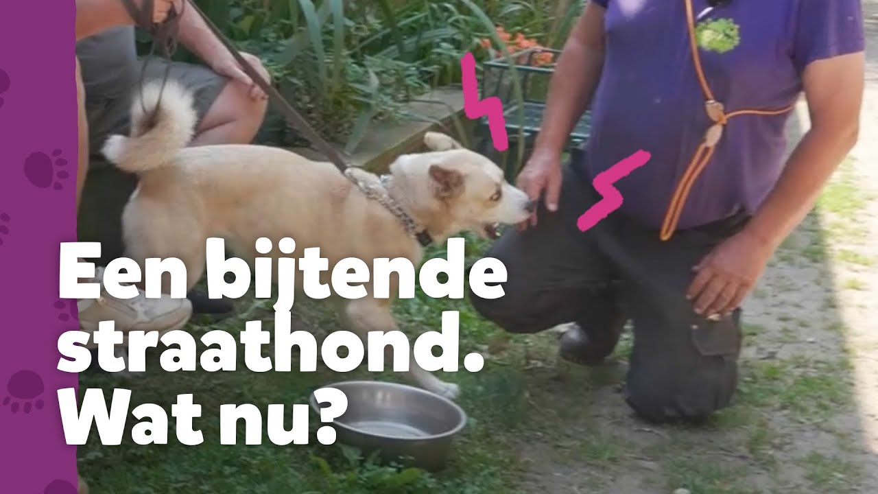 Deze BIJTENDE straathond kan ook BRAAF zijn - Ron's Hondenspreekuur ...