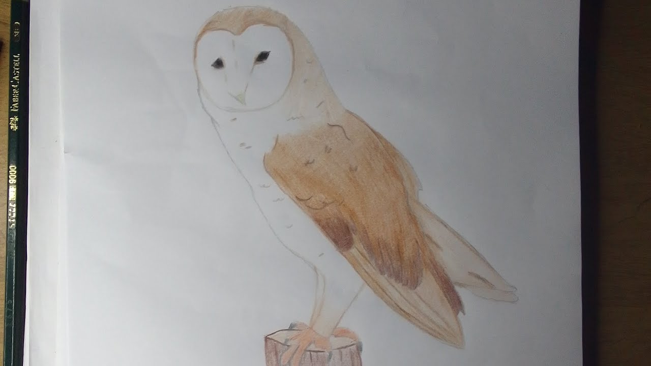 Desenhando uma coruja Rasga-Mortalha 🦉 - YouTube