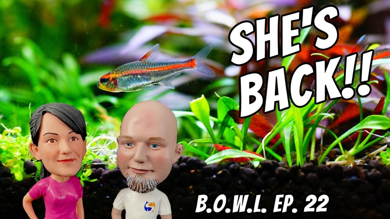Life Is Back To Normal, Time To Talk Fish - YouTube