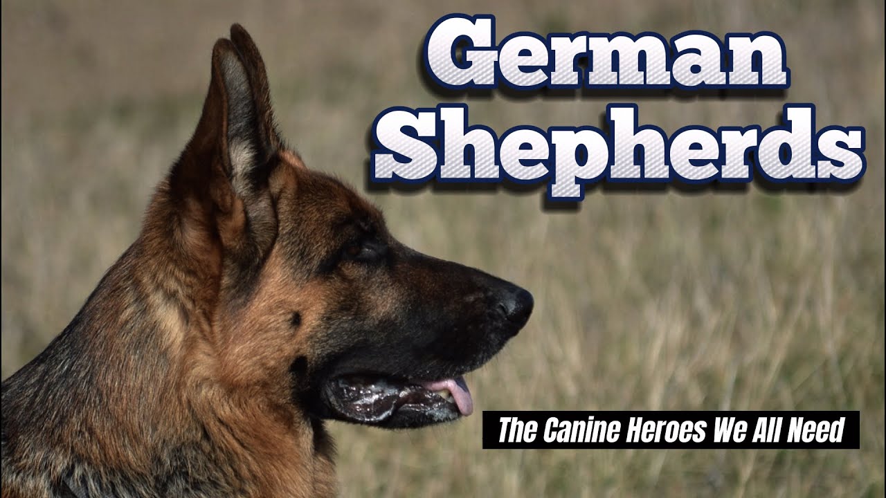 German Shepherds: The Canine Heroes We All Need | everything you need ...
