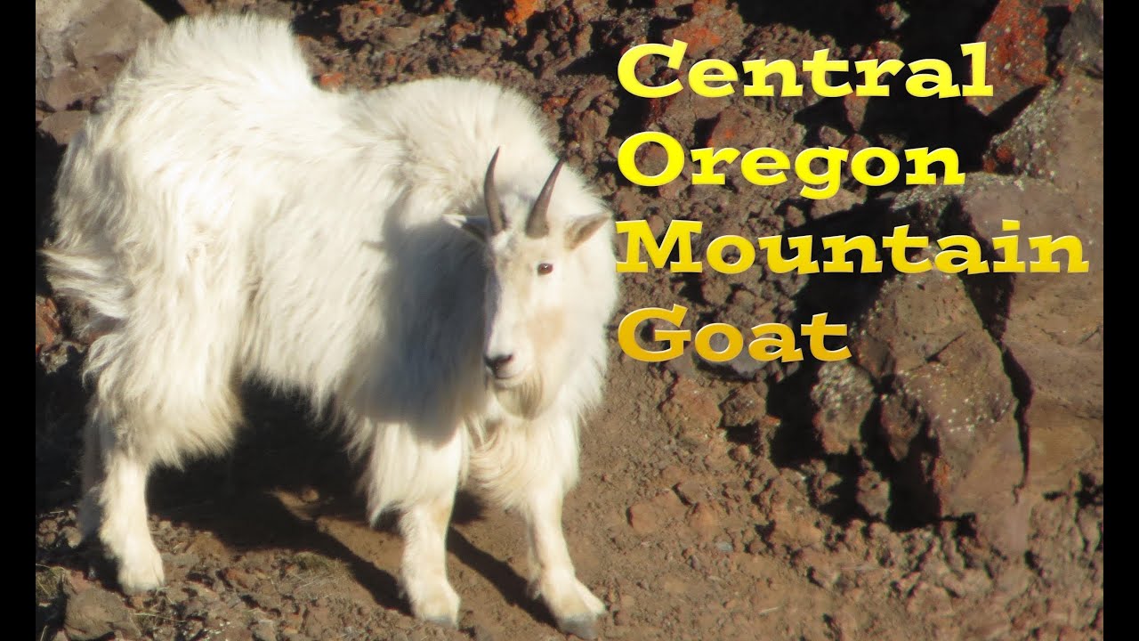 Rare Central Oregon Mountain Goat - YouTube