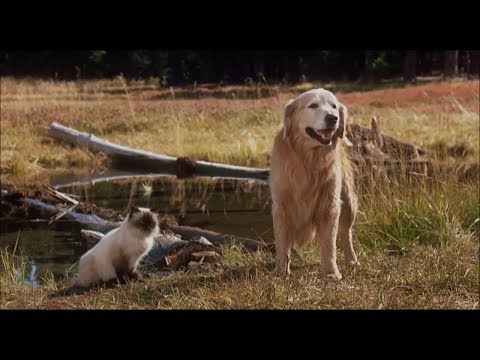 Homeward Bound: The Incredible Journey - Breakfasting With The Bears (Finnish) [HD]