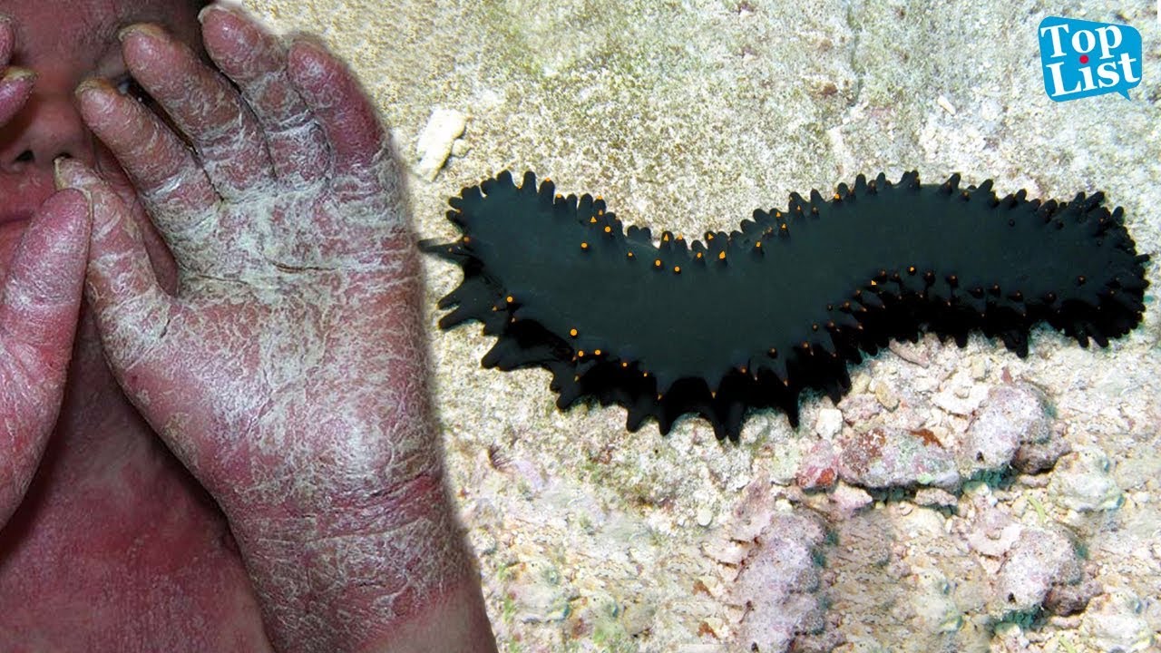 10 Strange Defense Mechanisms | Animals With Real Superpowers - YouTube