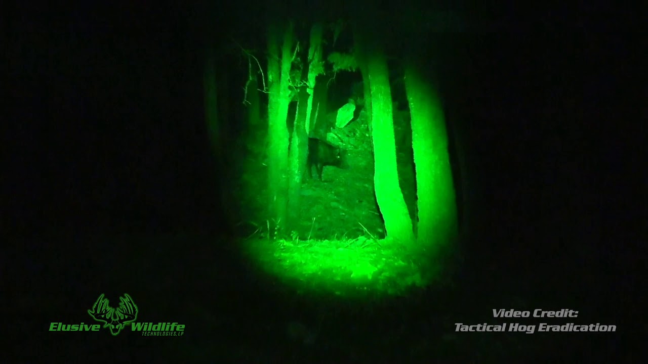 Elusive Wildlife Technologies HD Light Hunting Success - YouTube