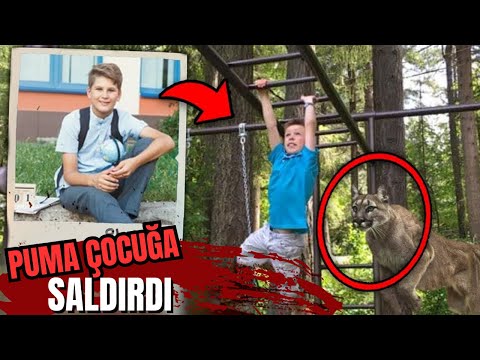 Puma Okul Bahçesindeki Çocuğa Saldırdı ( Gerçek Kesit )