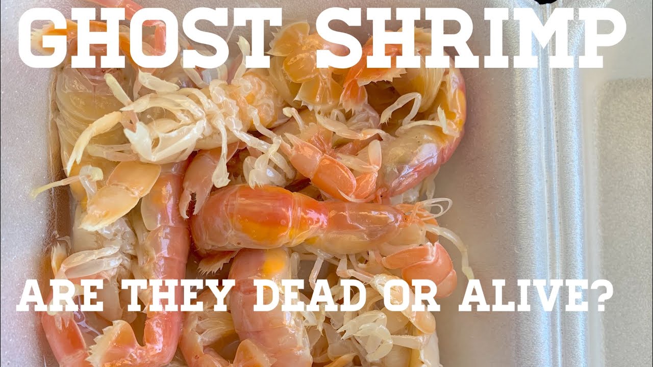 Striper Fishing Using Live Ghost Shrimp At The Antioch Pier, California ...