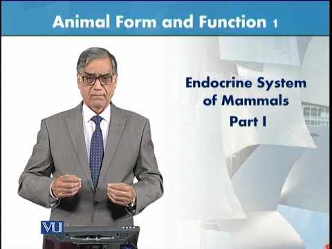Endocrine System of Mammals | Animal Form & Function 1 (Theory) | ZOO516T_Topic125 - YouTube