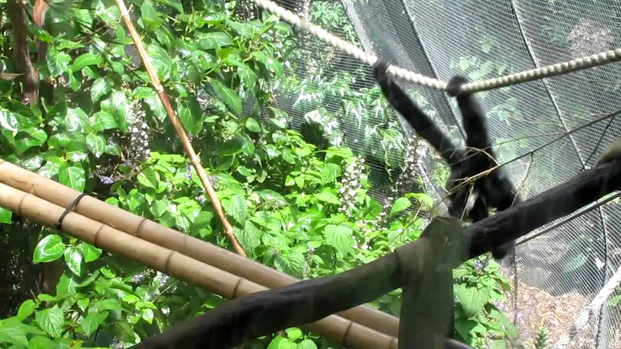 A Monkey Jumping up and down on a Rope at the Melbourne Zoo - YouTube
