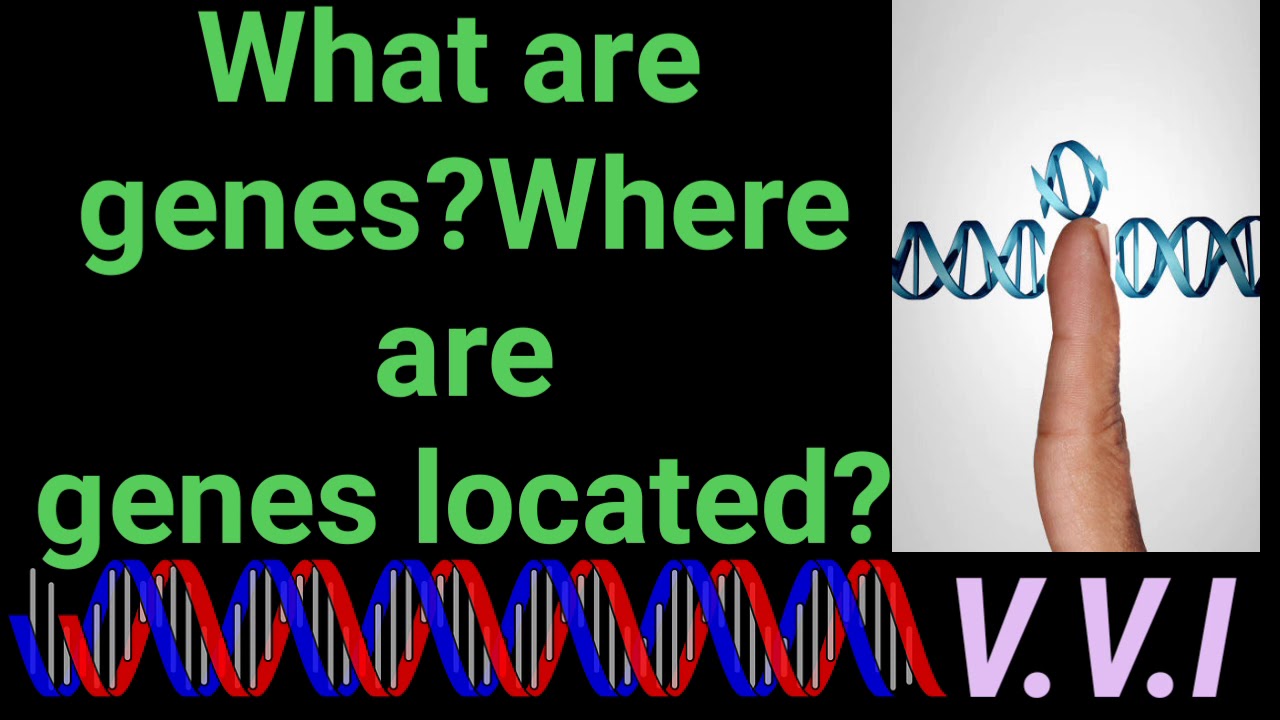 What are genes?Where are genes located? - YouTube