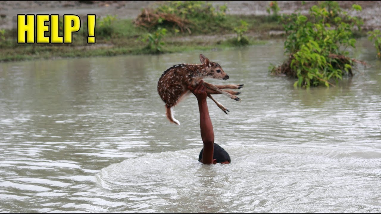 UNIQUE FOOTAGE OF ANIMAL RESCUE || PEOPLE HELP ANIMALS IN TROUBLE #1 ...