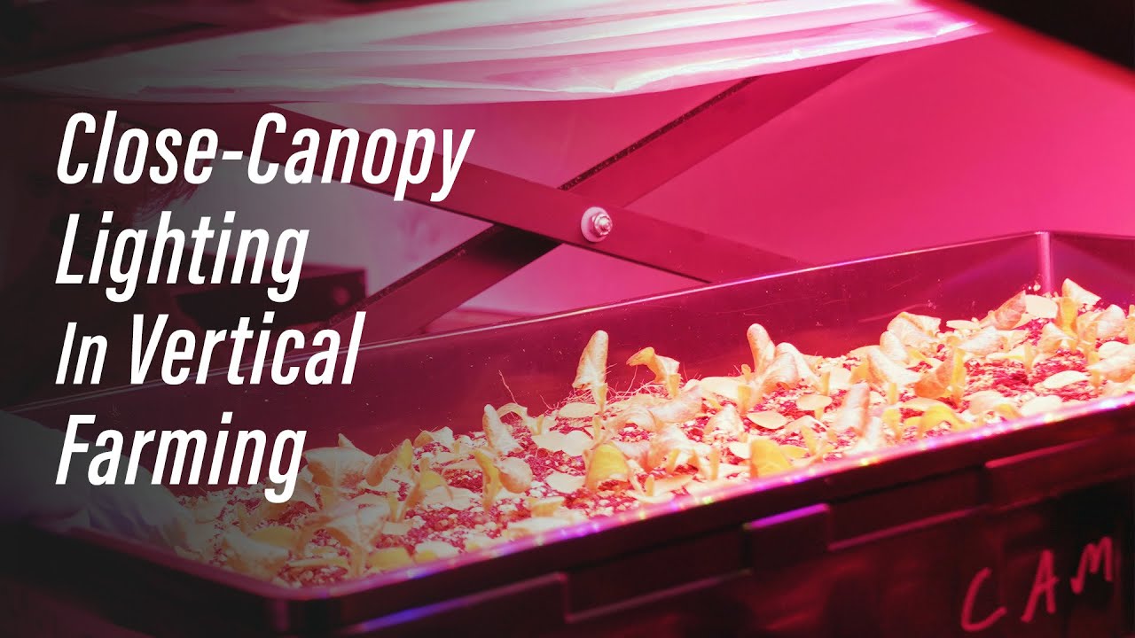 Close Canopy Lighting Research in Vertical Farming - YouTube
