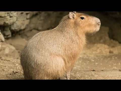 baila capibara la emotisa insana - YouTube