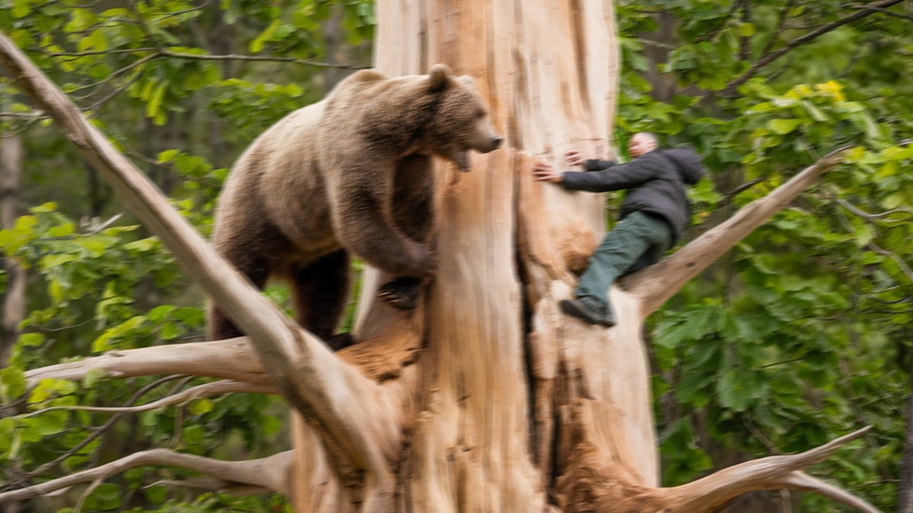This Grizzly Bear Climbs a Tree and Attacks Hiker With SAVAGE Force ...