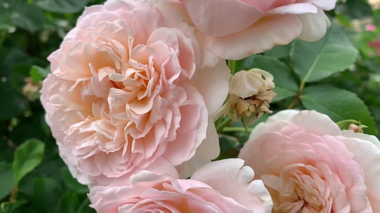 Emily Bronte rose - YouTube