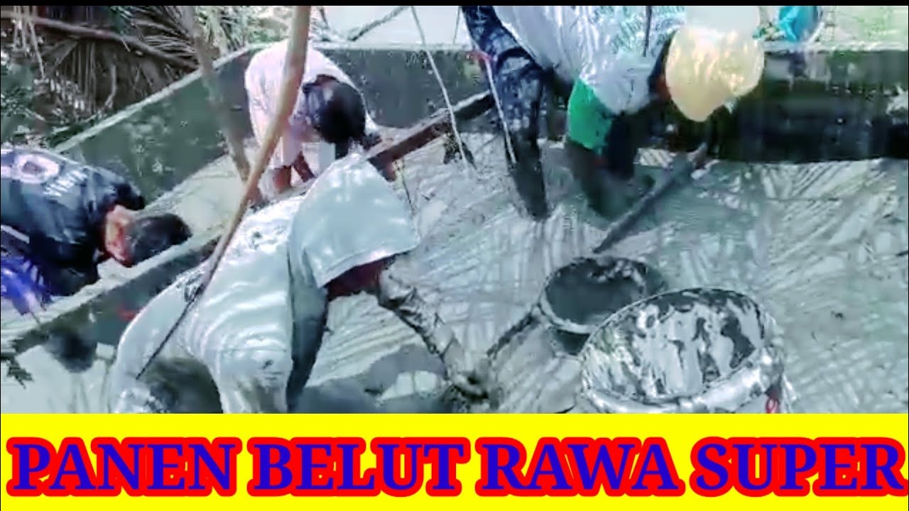 Panen belut rawa super(BELUT BBSB)#serdangbedagai - YouTube