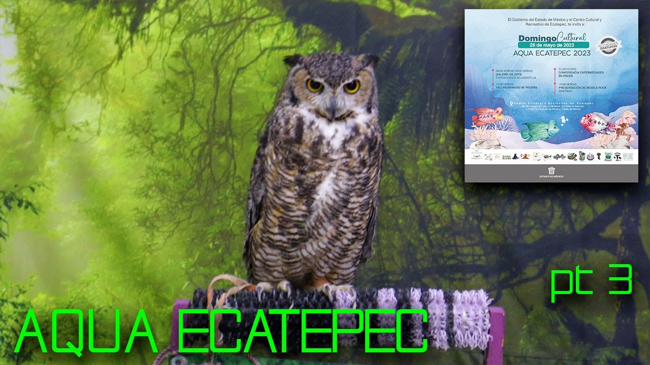 AQUA ECATEPEC | EVENTO DE FAUNA EN ECATEPEC | LOS ANIMLAES MÁS ...